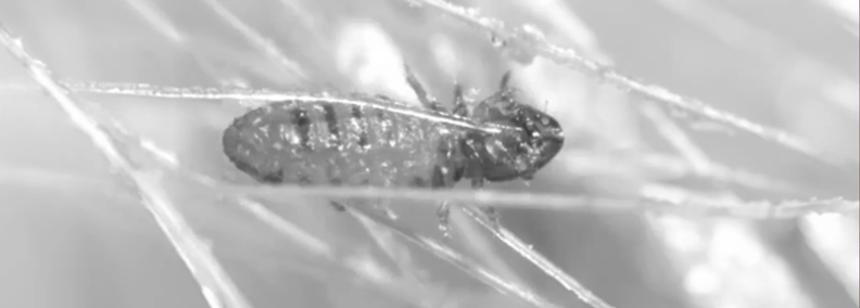 Lice and Mites | UK Beat the Parasites