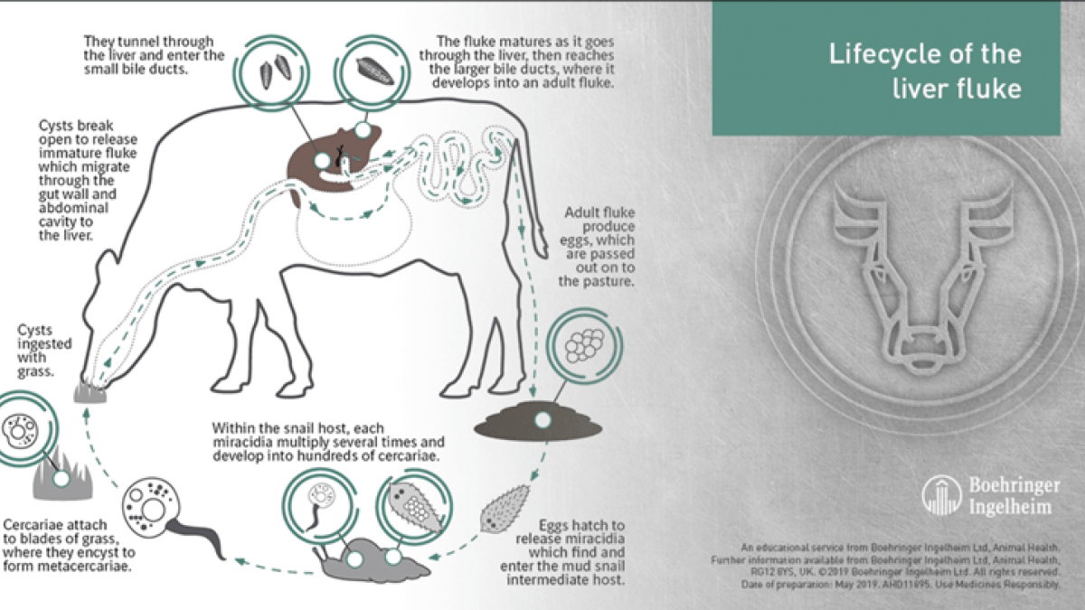 Liver fluke Cattle | UK Beat the Parasites